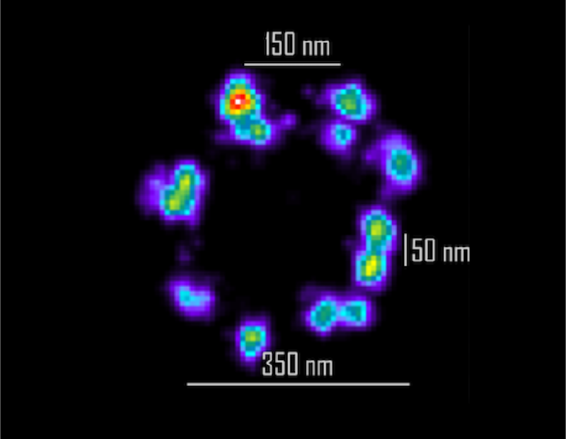 Microscopy Solutions - Gataca Systems